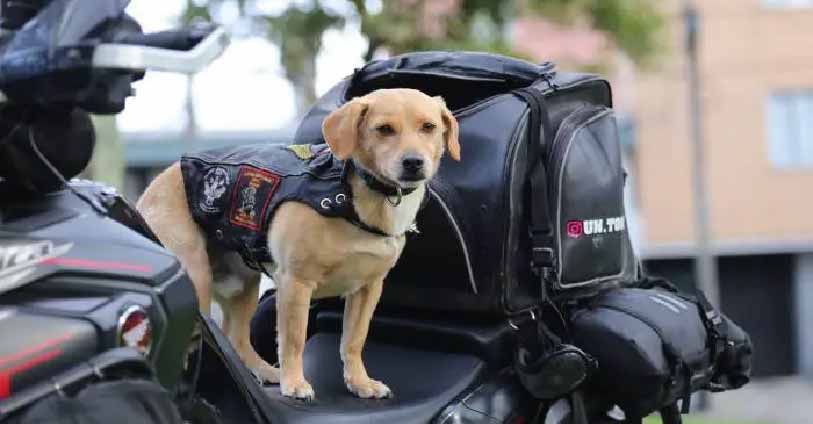 Colombia | Conoce a Tomy, el perro que viaja en moto por todo ...
